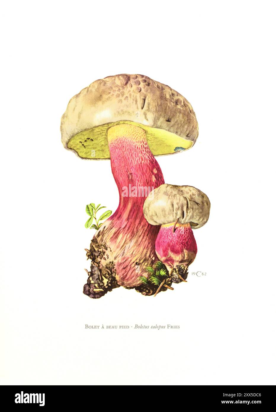 Illustration by Claus Caspari from the "Collection de Documents d ...