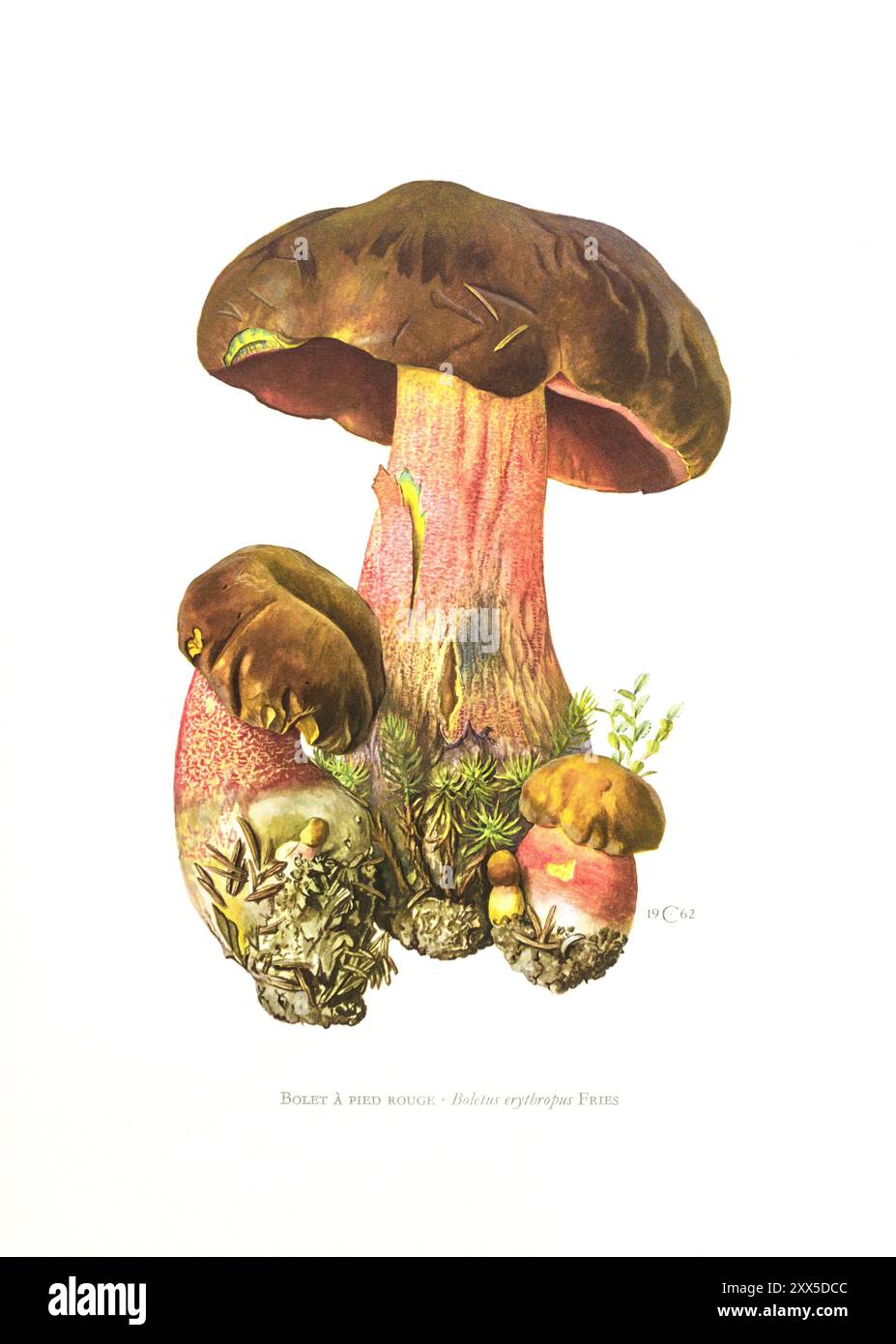 Illustration by Claus Caspari from the "Collection de Documents d ...