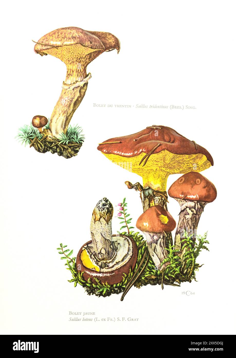 Illustration by Claus Caspari from the "Collection de Documents d ...