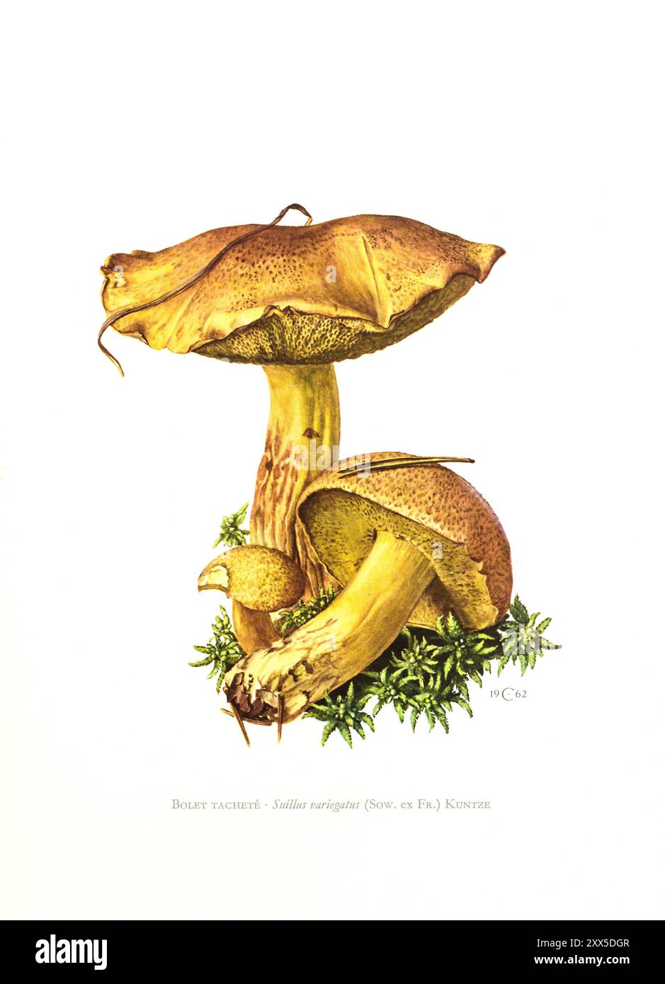 Illustration by Claus Caspari from the "Collection de Documents d ...