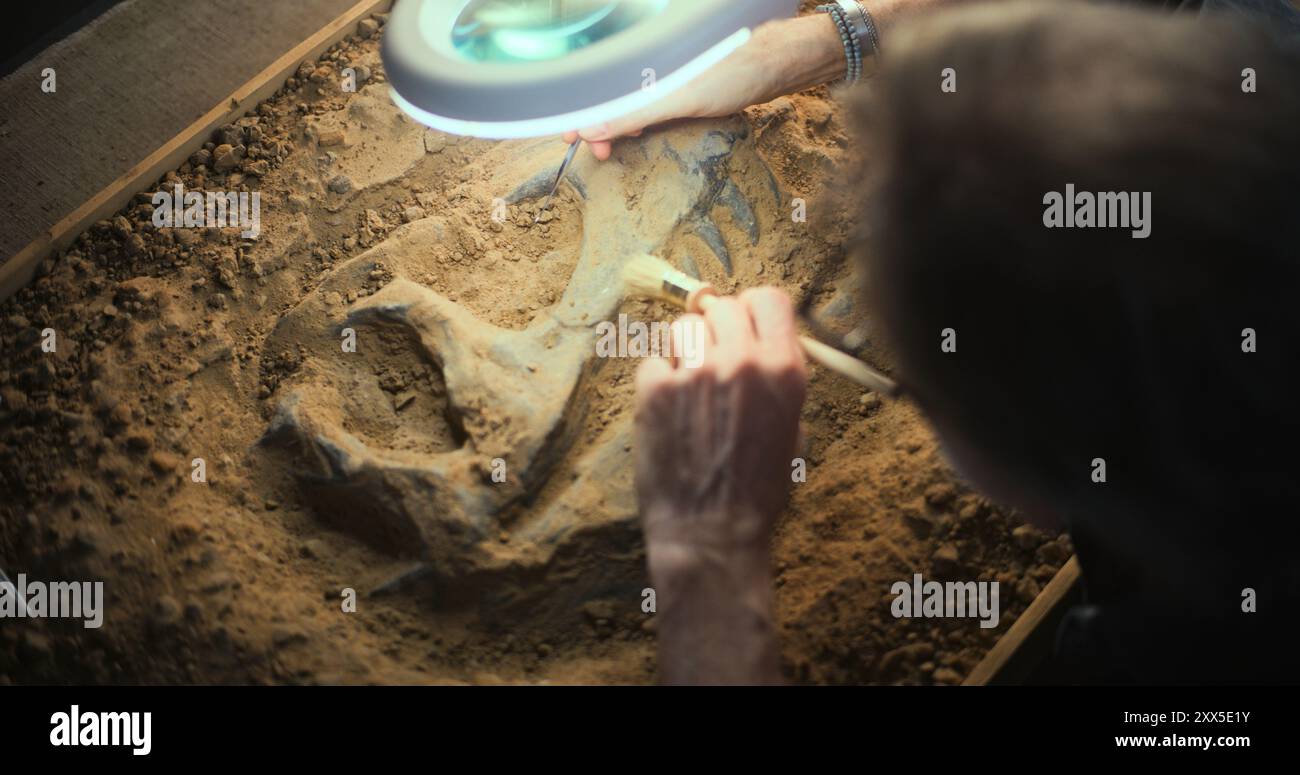 Mature archaeologist cleans ancient dinosaur skeleton after excavation ...