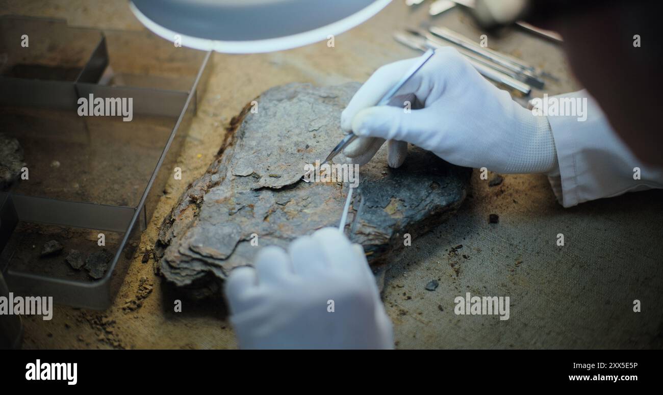 Close up of archaeologist doing fossil analysis, cleaning artifact of ...