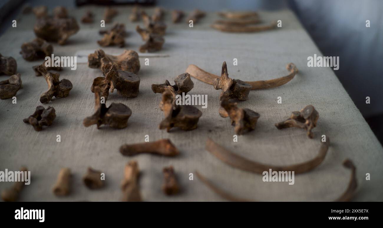 Old research collection method hi-res stock photography and images - Alamy