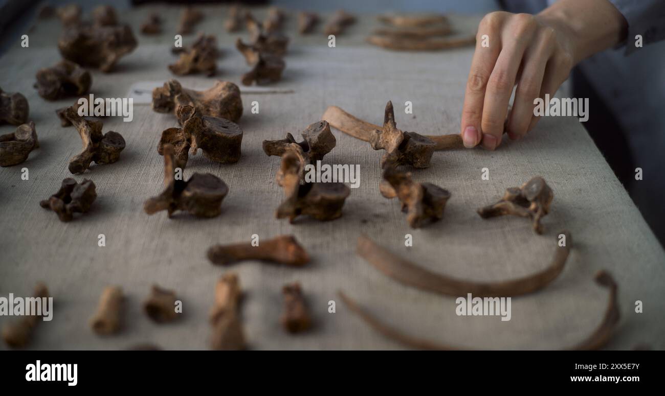 Close up of bones of prehistoric extinct human in archaeological lab ...
