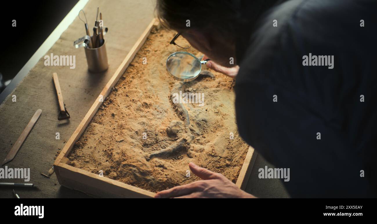 Mature archaeologist studies remains of ancient animal or human under ...