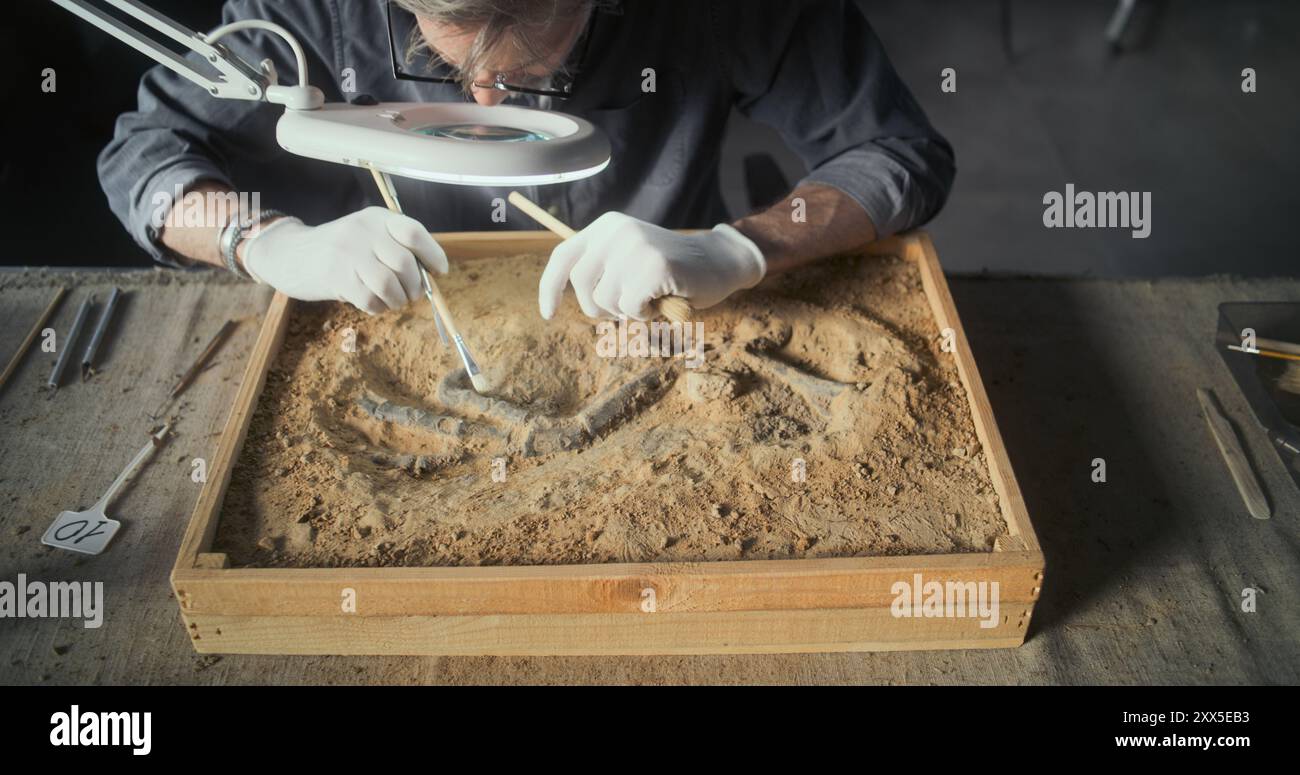 Mature archaeologist cleans dinosaur skeleton under lamp using tools ...