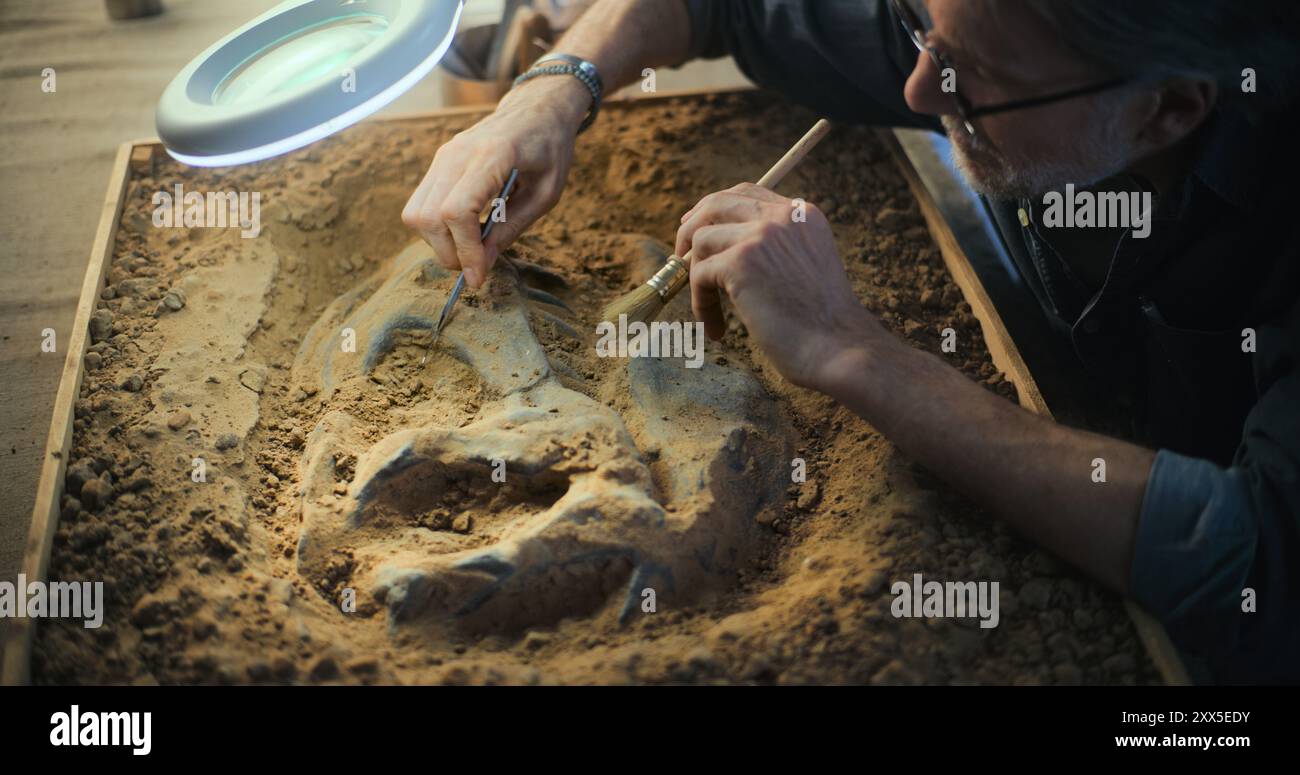 Mature archaeologist cleans ancient extinct human or animal bones under ...