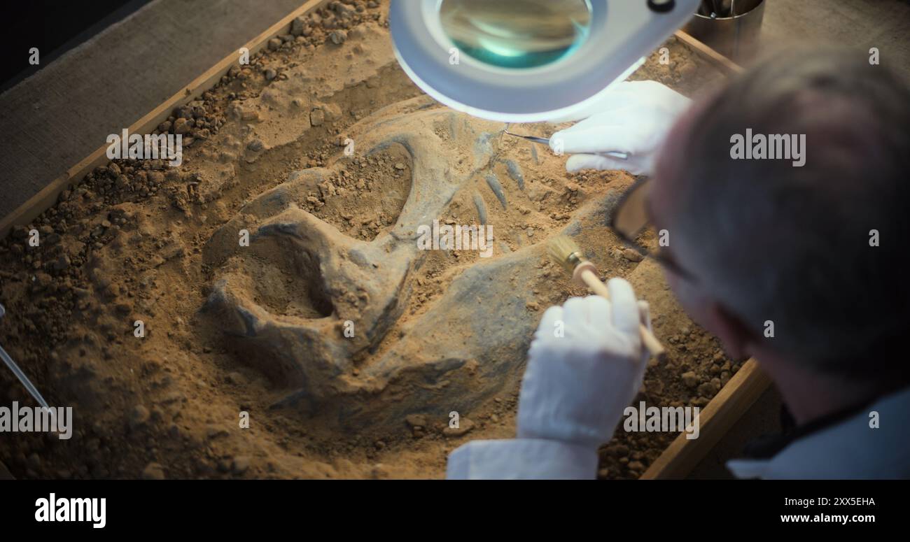 Archaeologist cleans prehistoric human hi-res stock photography and ...