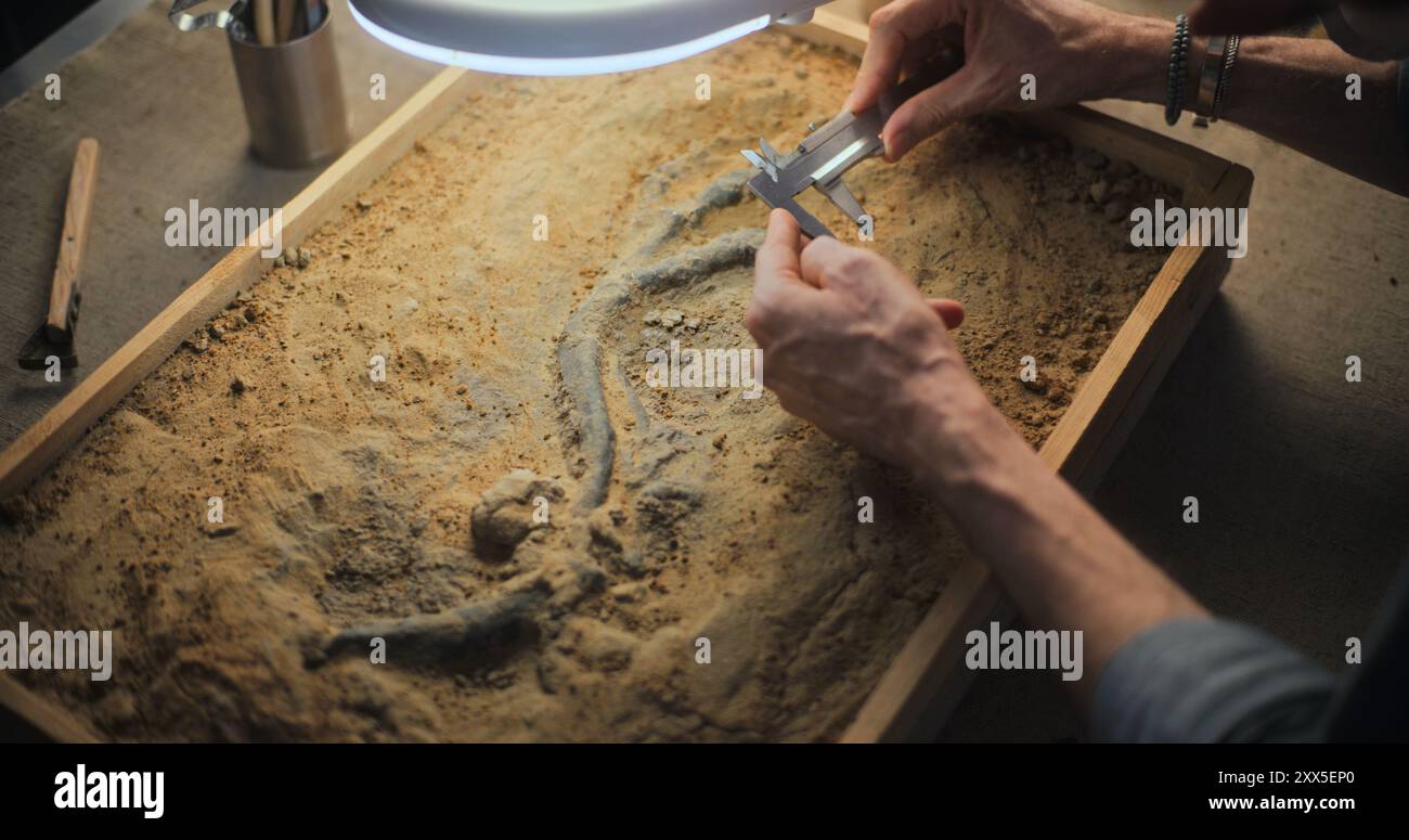 Archaeologist takes measurements of dinosaur remains with colleague ...
