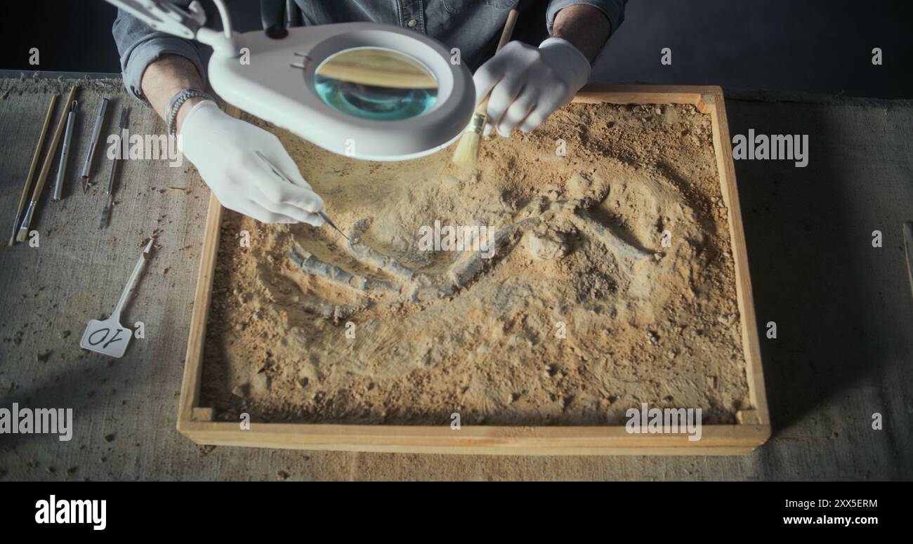 Archaeologist cleans ancient extinct human or animal bones under lamp ...