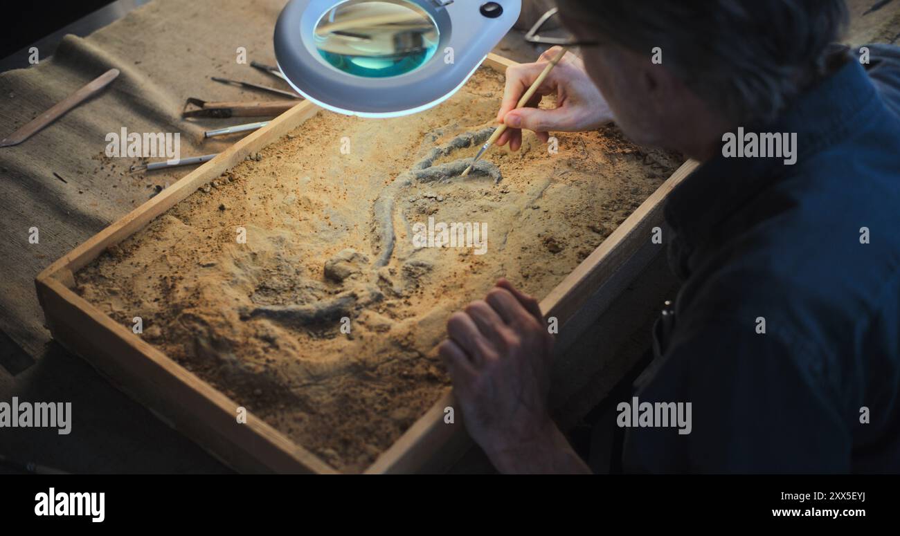 Close up of mature archaeologist cleaning fossil bone with brush. Scientist works with remains ...