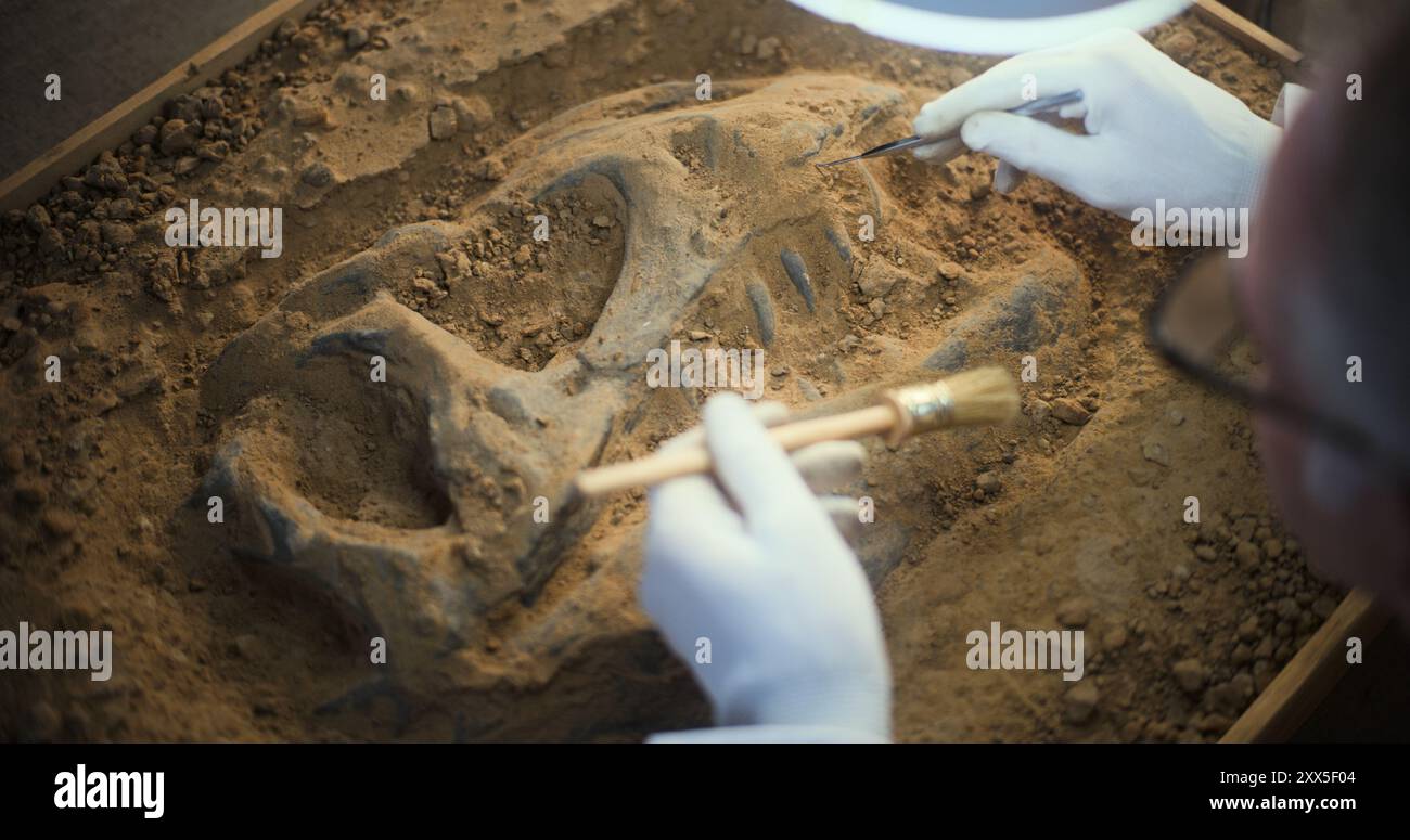 Archaeologist cleans prehistoric human or animal bones after excavation ...