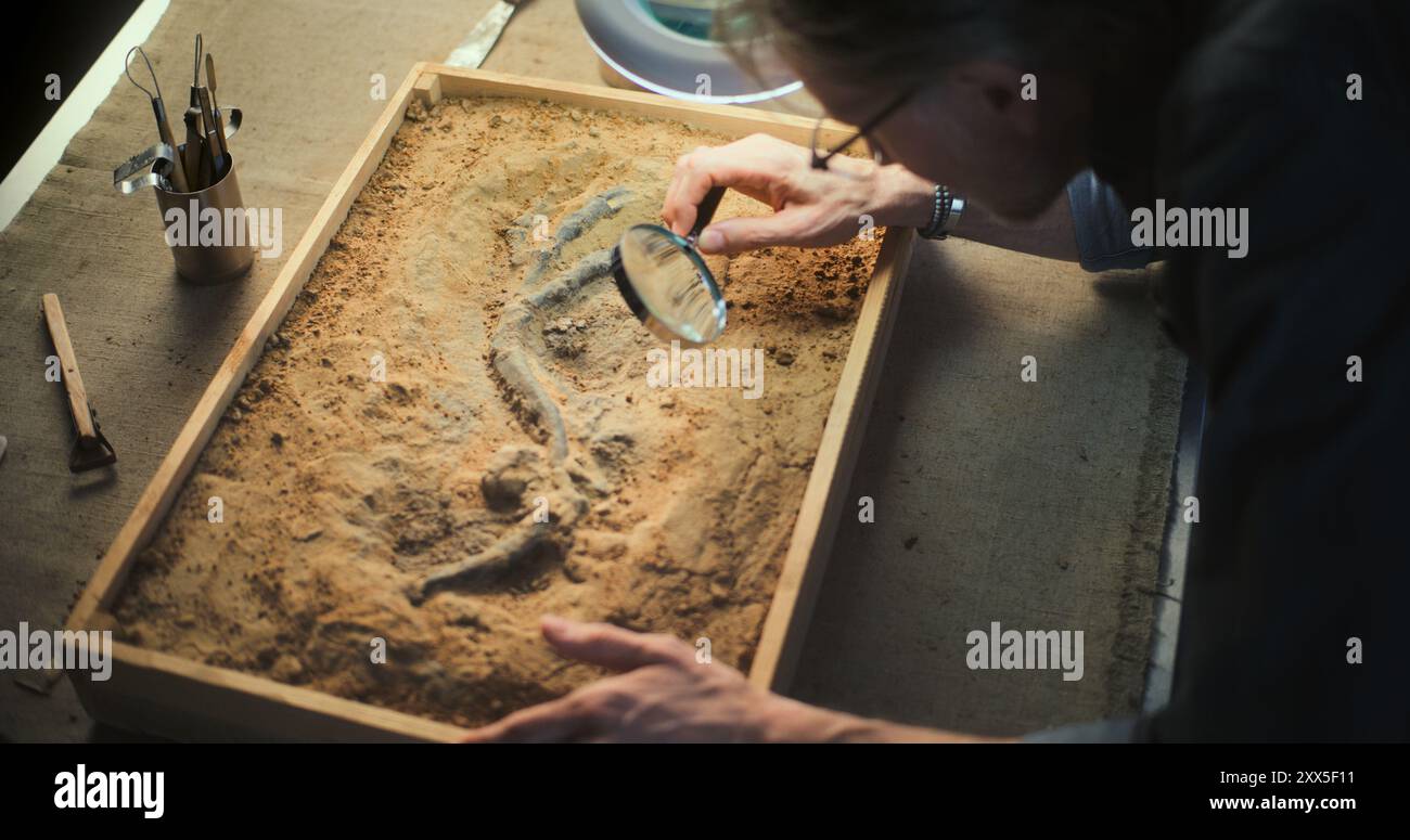 Mature archaeologist studies remains of ancient animal or human under ...