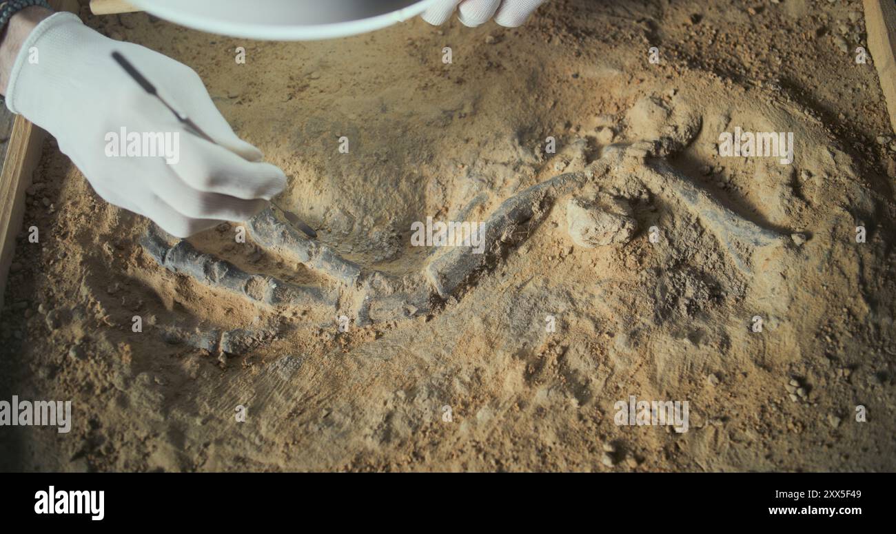 Mature archaeologist cleans ancient dinosaur skeleton after excavation ...