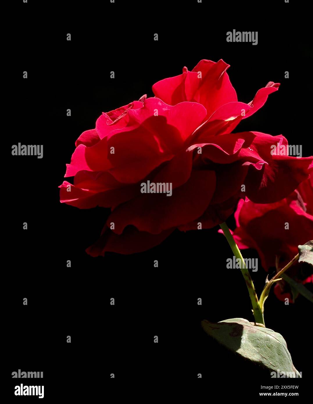 Deep red rose sunlit hi-res stock photography and images - Alamy