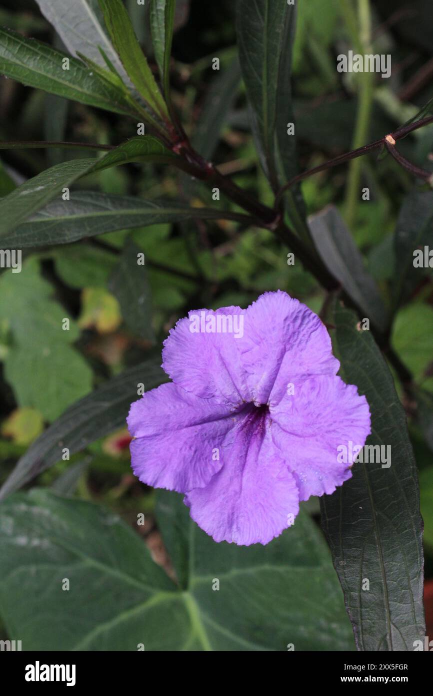 Violet flowers of Mexican Petunia (Ruellia simplex Stock Photo - Alamy