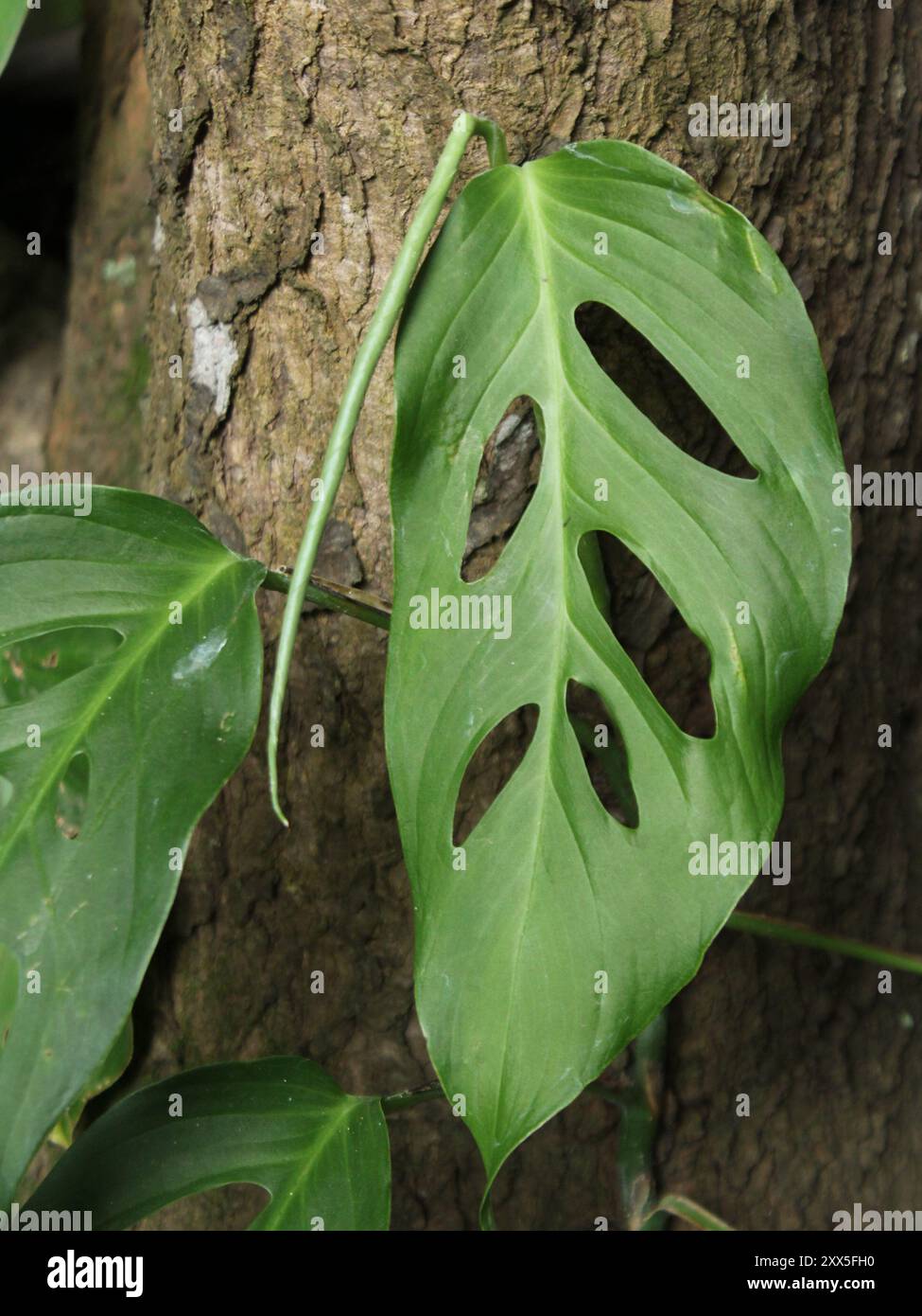 Fenestrated leaves hi-res stock photography and images - Alamy