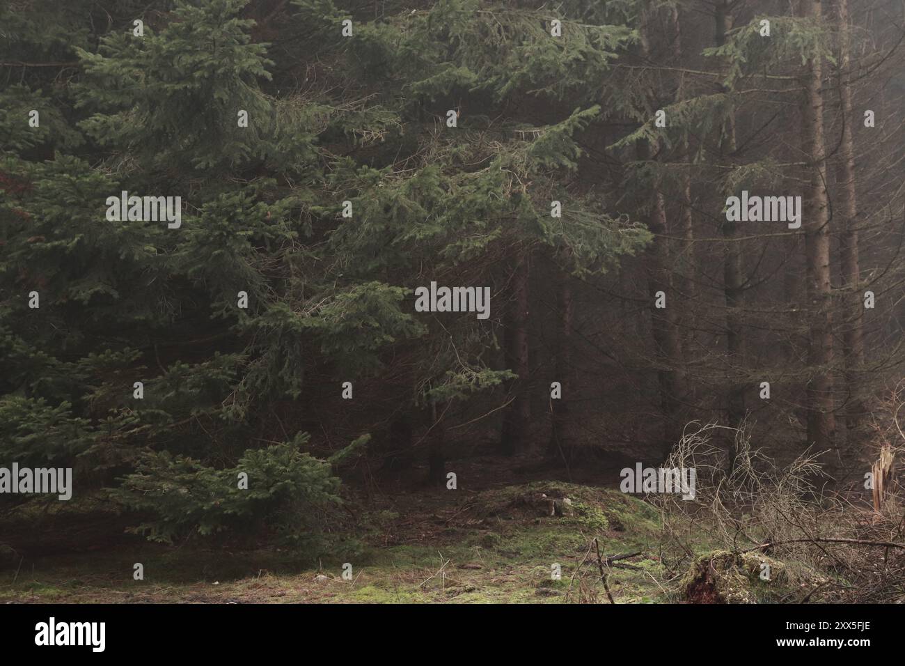 Walder im taunus hi-res stock photography and images - Alamy