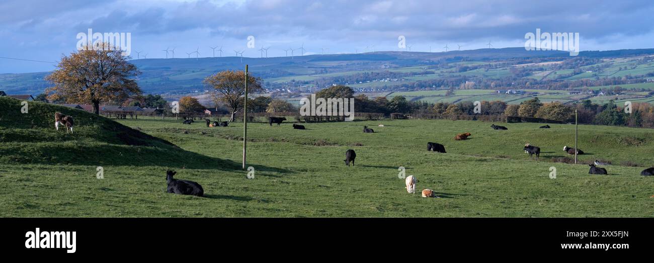 Ayrshire cattle scotland hi-res stock photography and images - Alamy