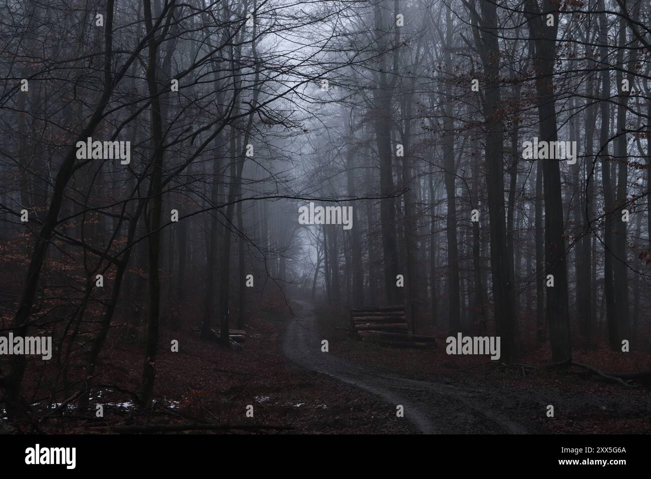 Taunuswald hi-res stock photography and images - Alamy
