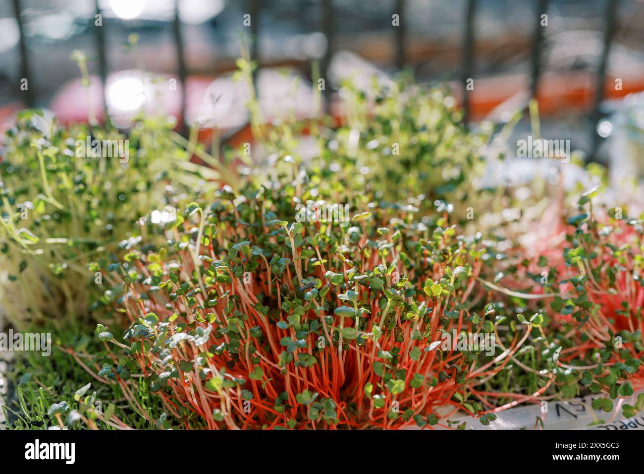 Young red radish microgreens hi-res stock photography and images - Alamy