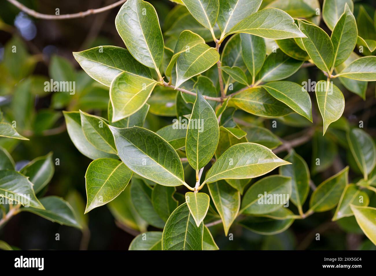The spring foliage of the evergreen shrub osmanthus. Background of ...