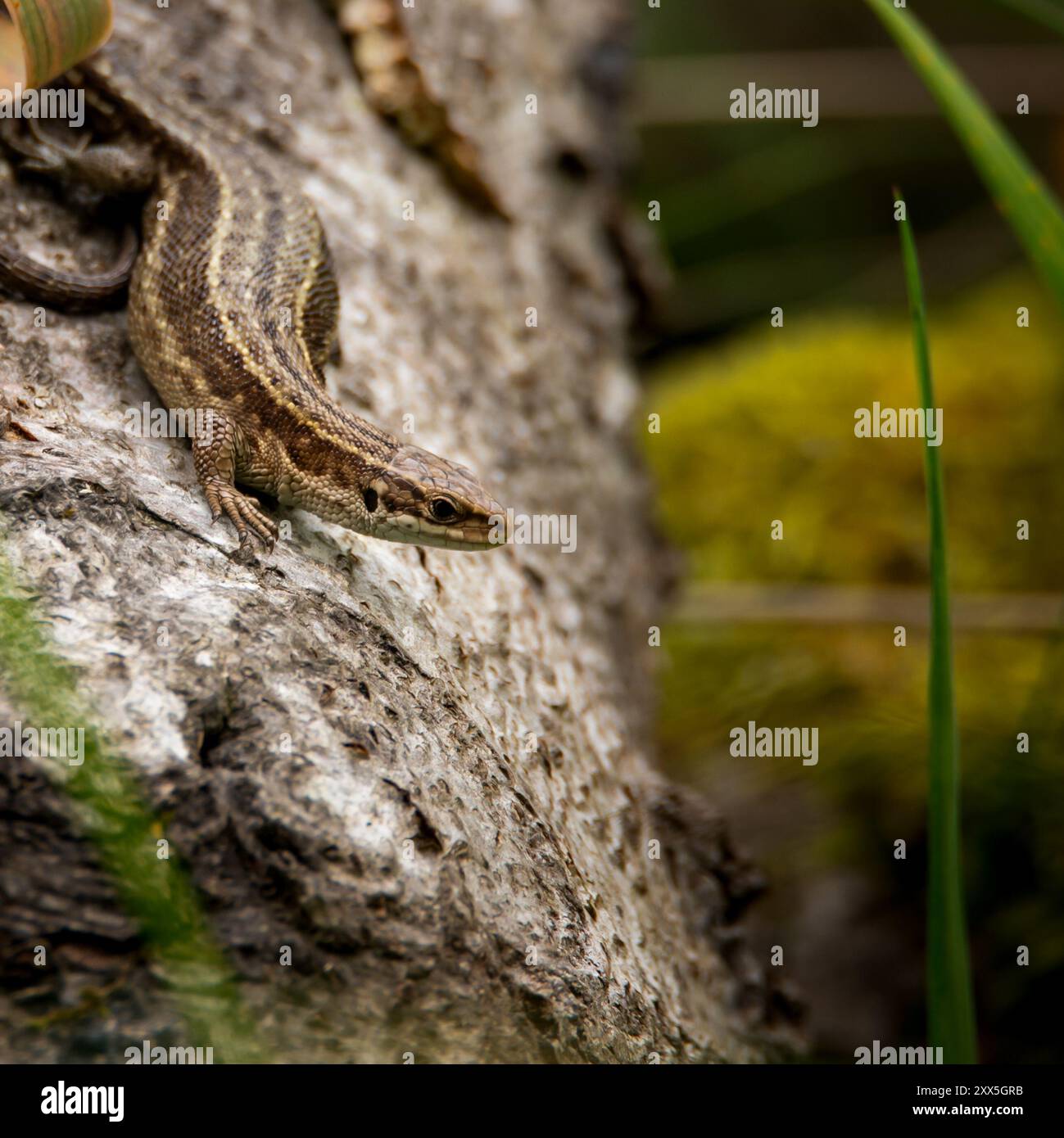 Common Lizard Basking in its Natural Habitat Stock Photo - Alamy