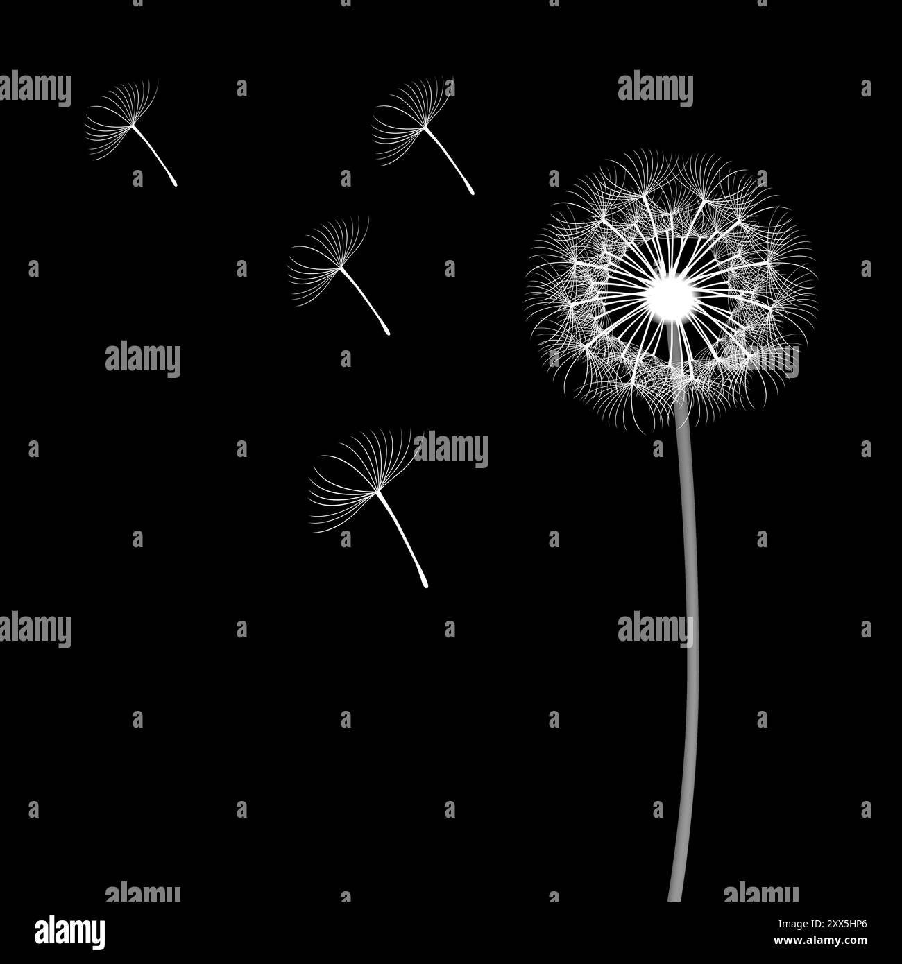 White dandelion isolated on black background, flying spores Stock ...