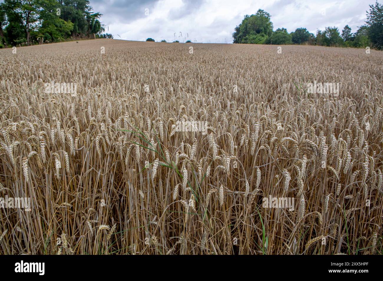 Two main types hi-res stock photography and images - Alamy