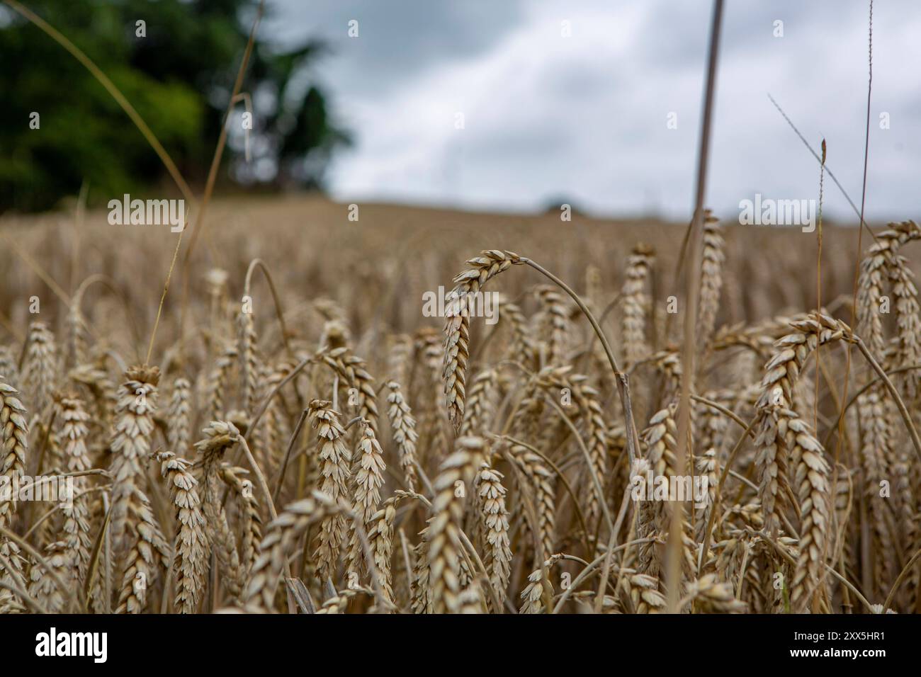 Getreide arten hi-res stock photography and images - Alamy