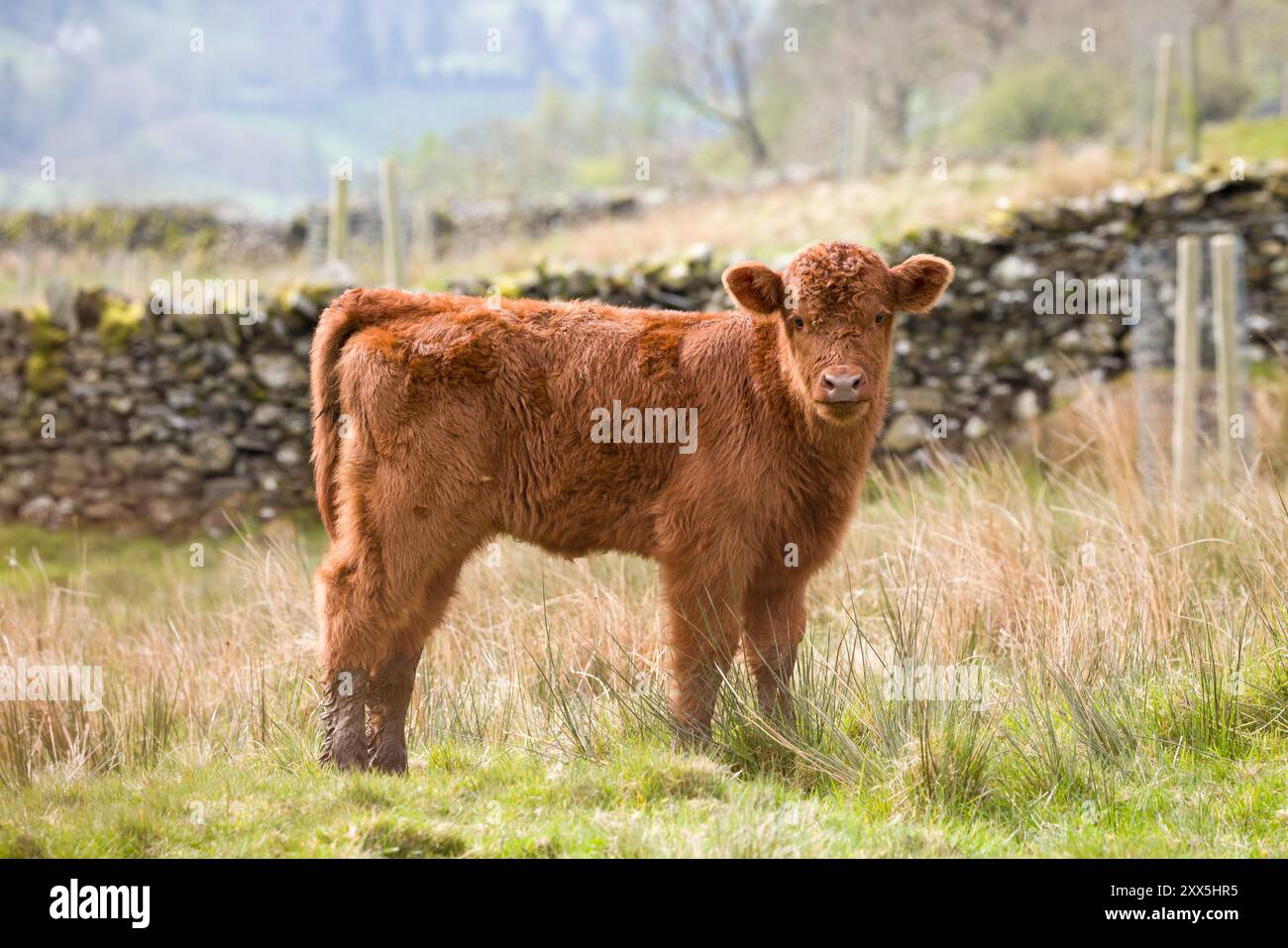 Luing cattle, portrait of a Luing cow calf in a field in the Lake ...