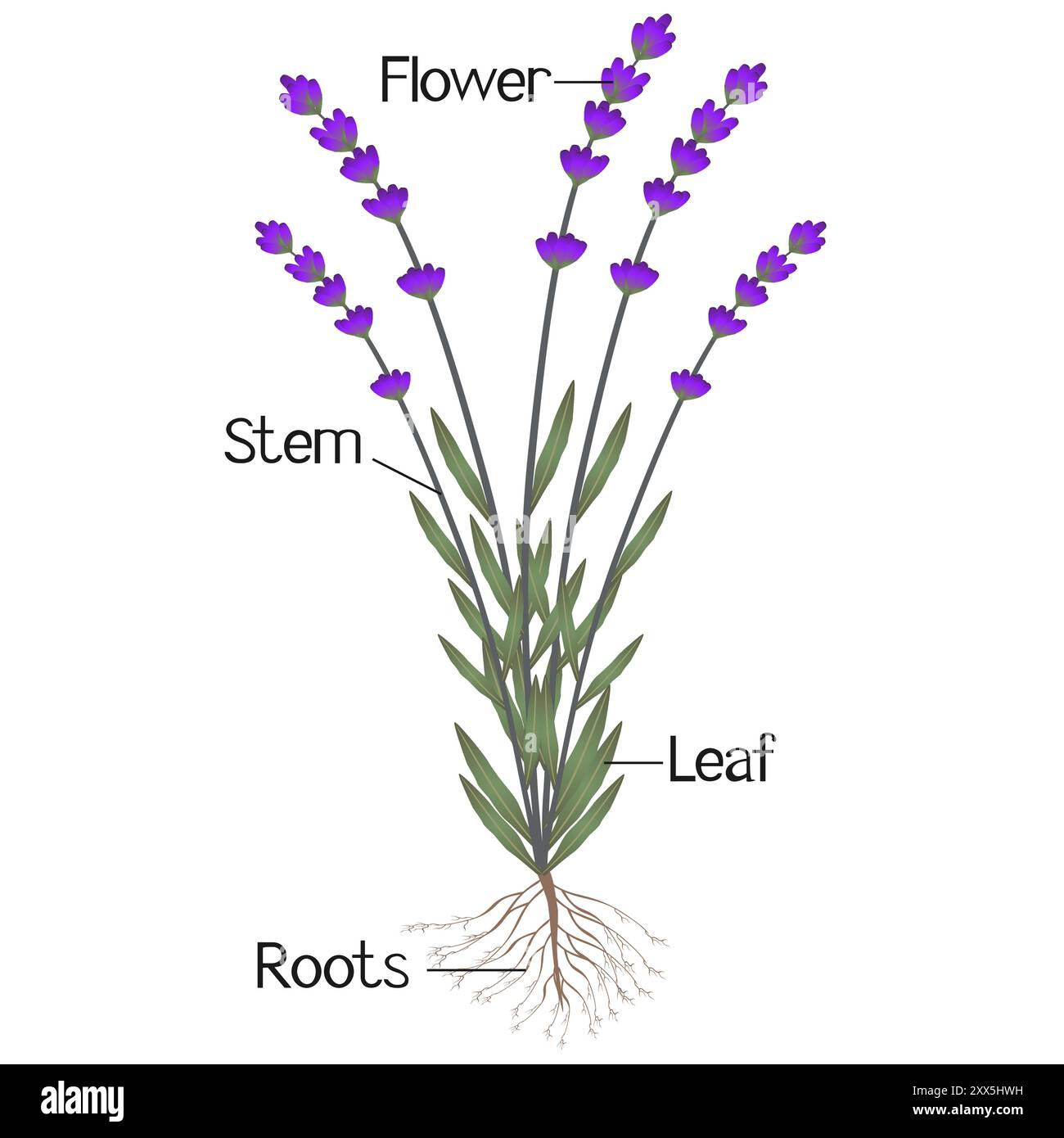 An illustration showing parts of a lavender plant Stock Vector Image ...