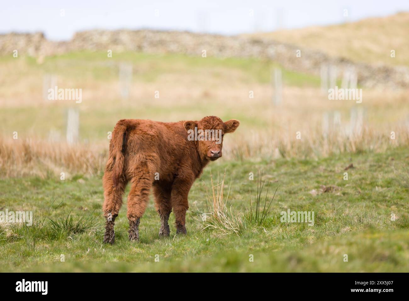 Luing cattle, portrait of a Luing cow calf in a field in the Lake ...