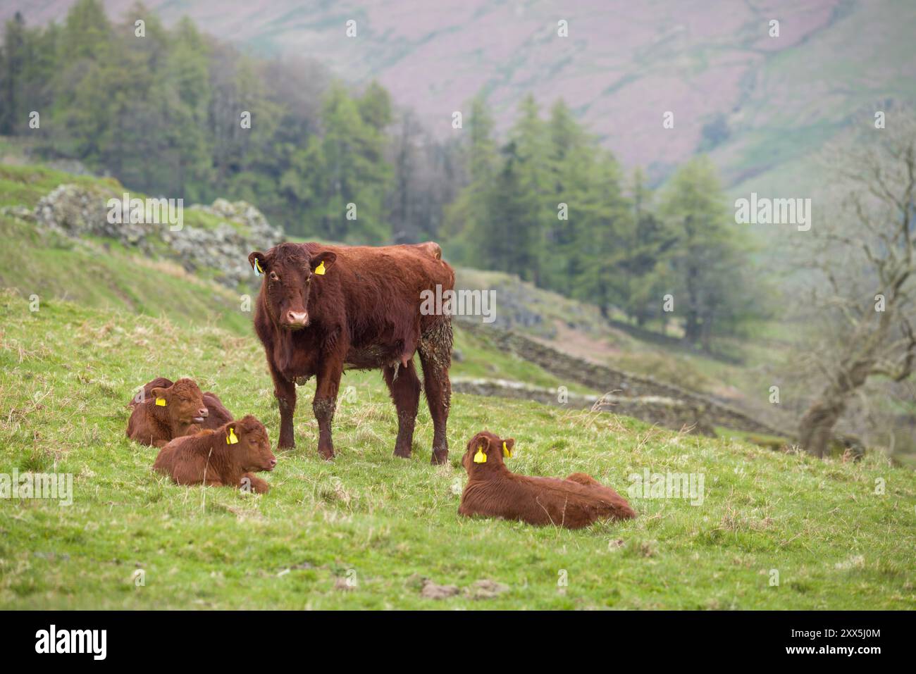 Luing cattle, portrait of a Luing cow with calves in a field in the ...