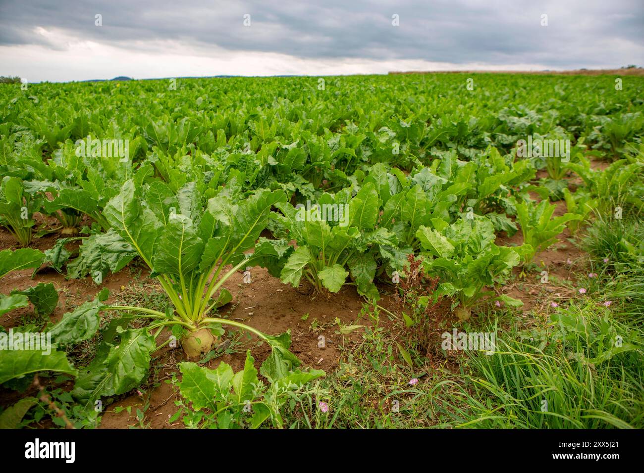 Zuckerrüben auf einem Feld in der Nähe von Bad Neuenahr-Ahrweiler ...