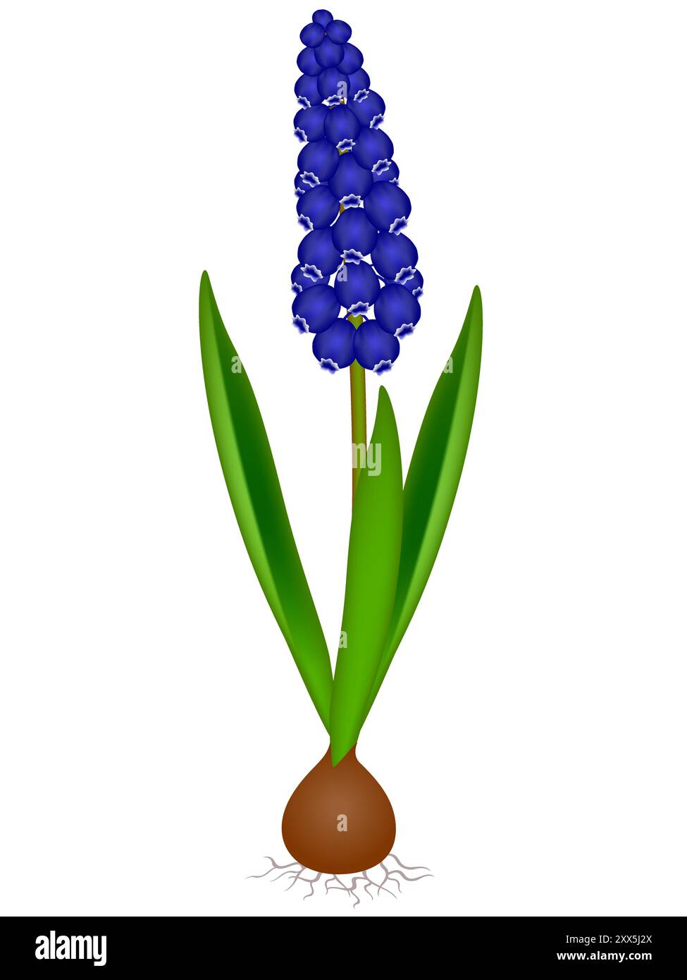 Muscari blue grape hyacinth plant with light bulb, isolated on white ...