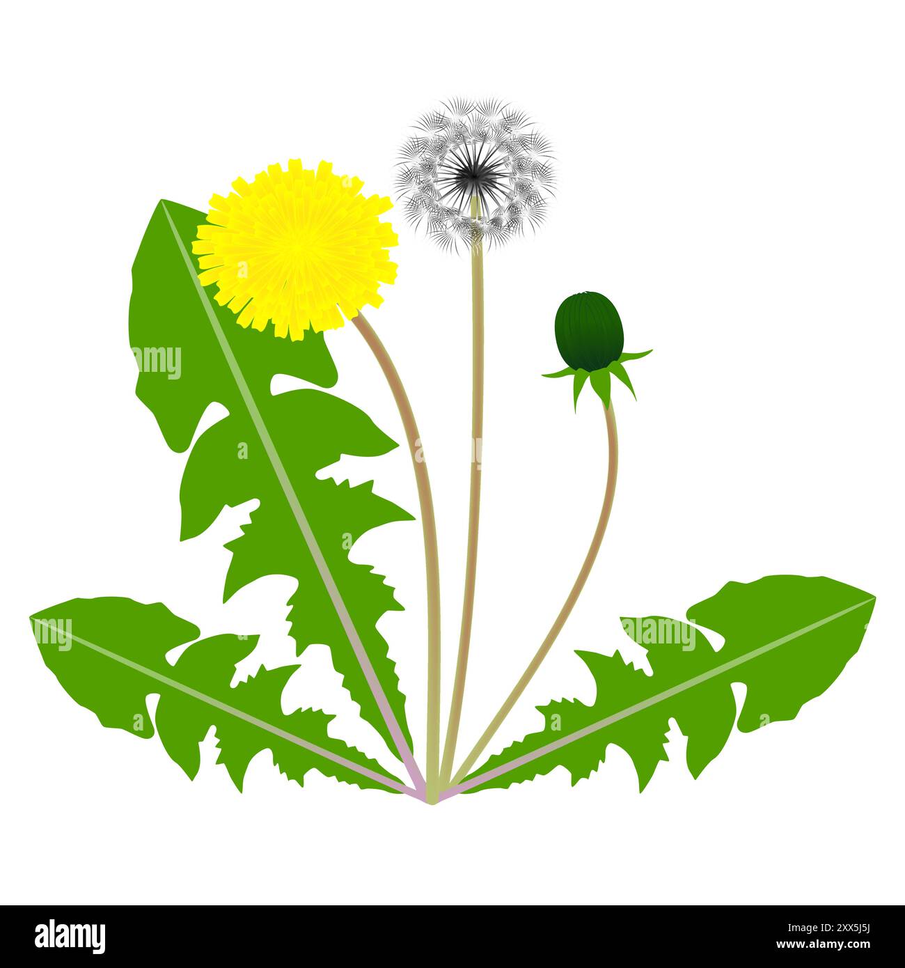 Dandelion leaves and bloom Stock Vector Images - Alamy