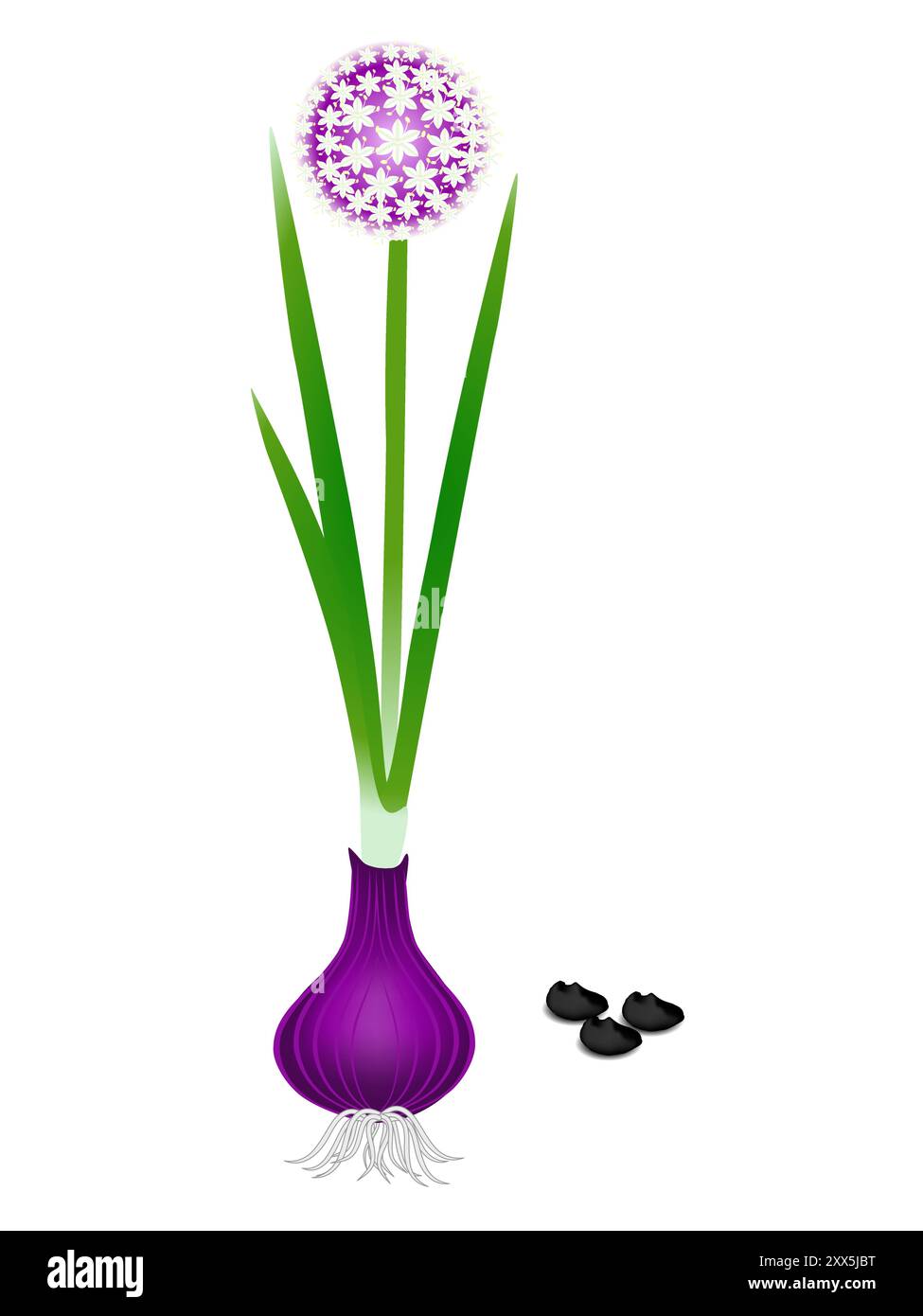 Onion flower seeds Cut Out Stock Images & Pictures - Alamy