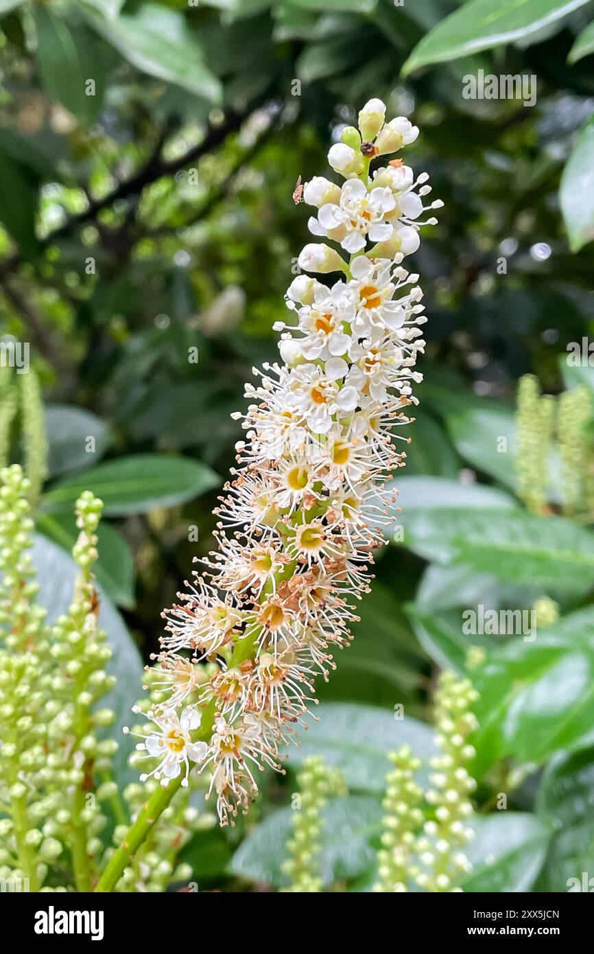 Close-up photo of a laurel branch in bloom. Prunus laurocerasus 'Novita ...