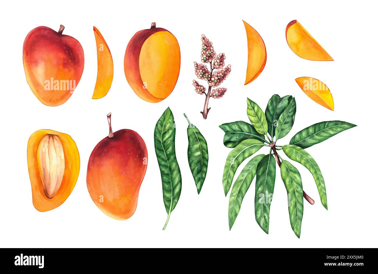Watercolor mango set. Hand drawn mango. Set of mango with leaves and ...