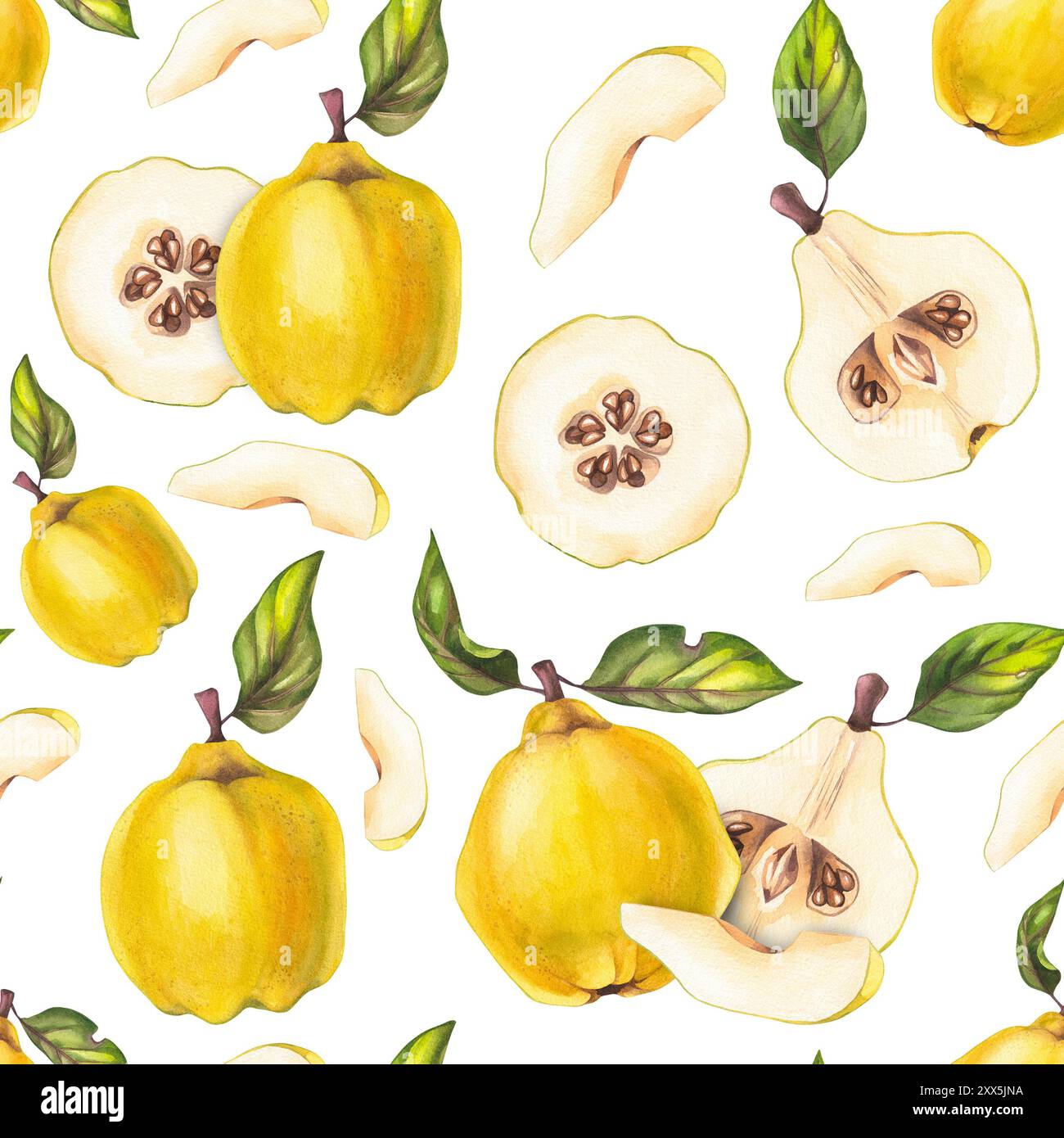 Watercolor apple quince, queen apple, quince tree, membrillo pattern ...