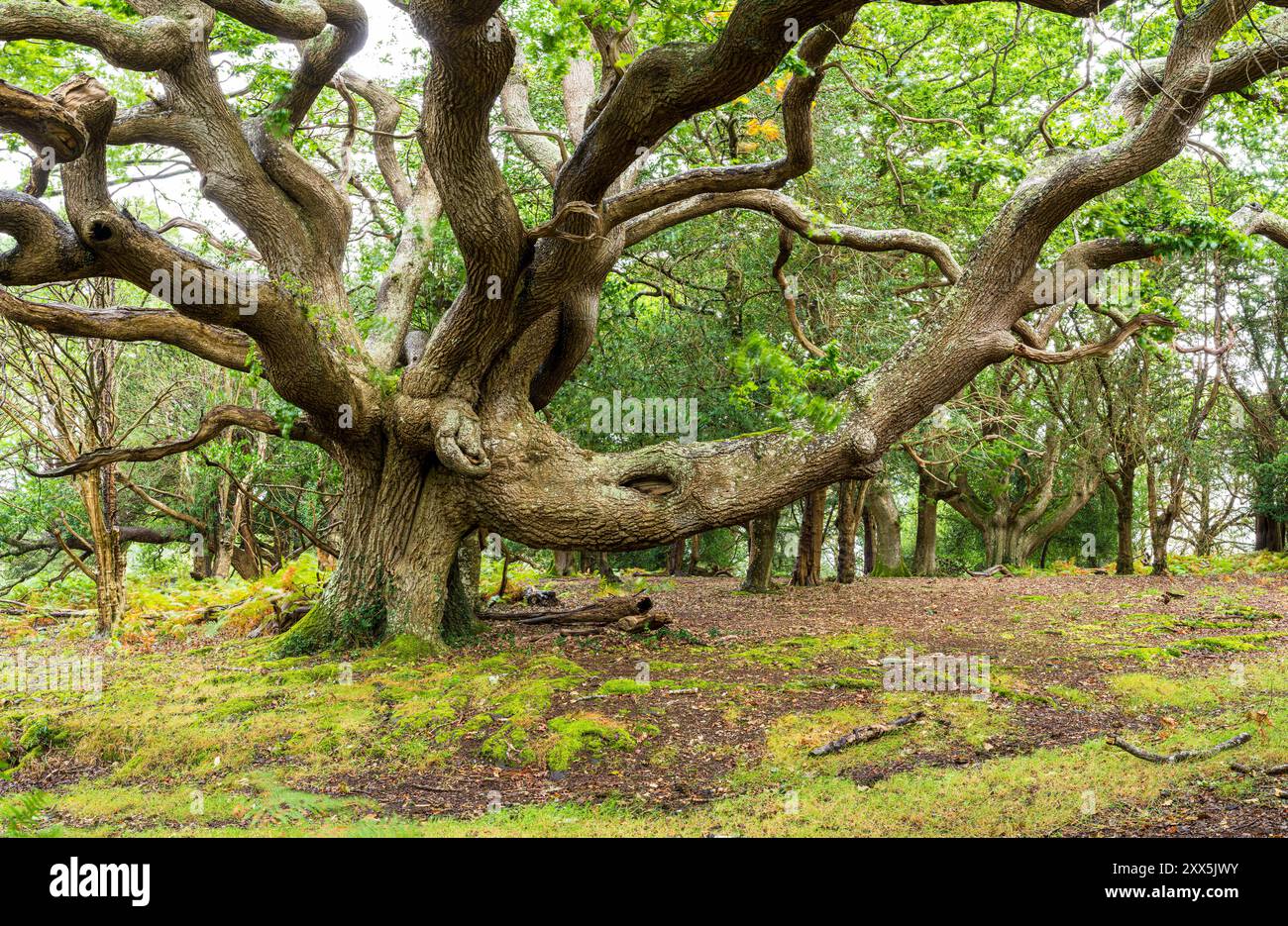 Known as the Elephant Oak, this tree is found in the New Forest ...