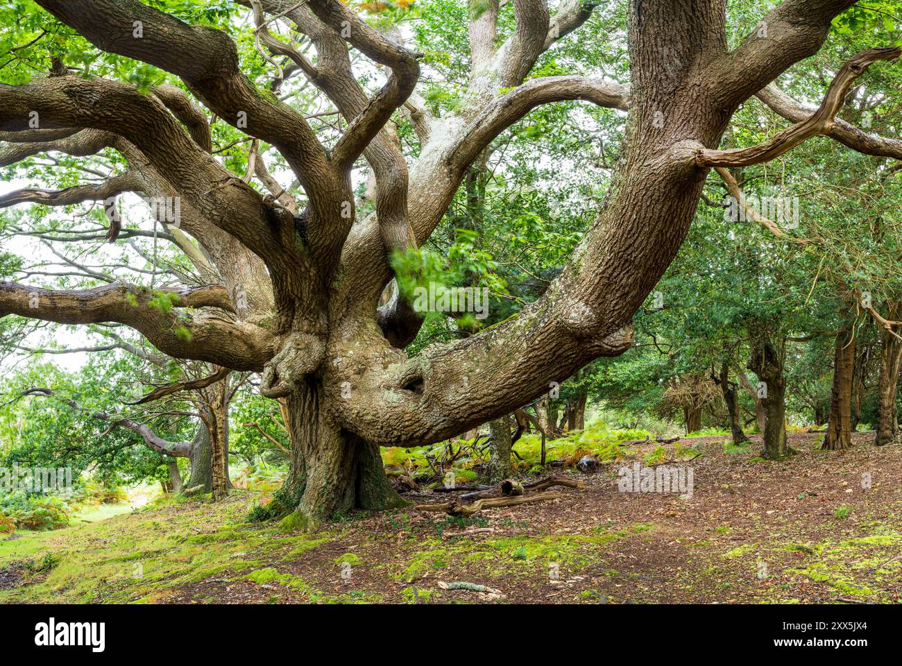 Known as the Elephant Oak, this tree is found in the New Forest, Hampshire, and is estimated to ...