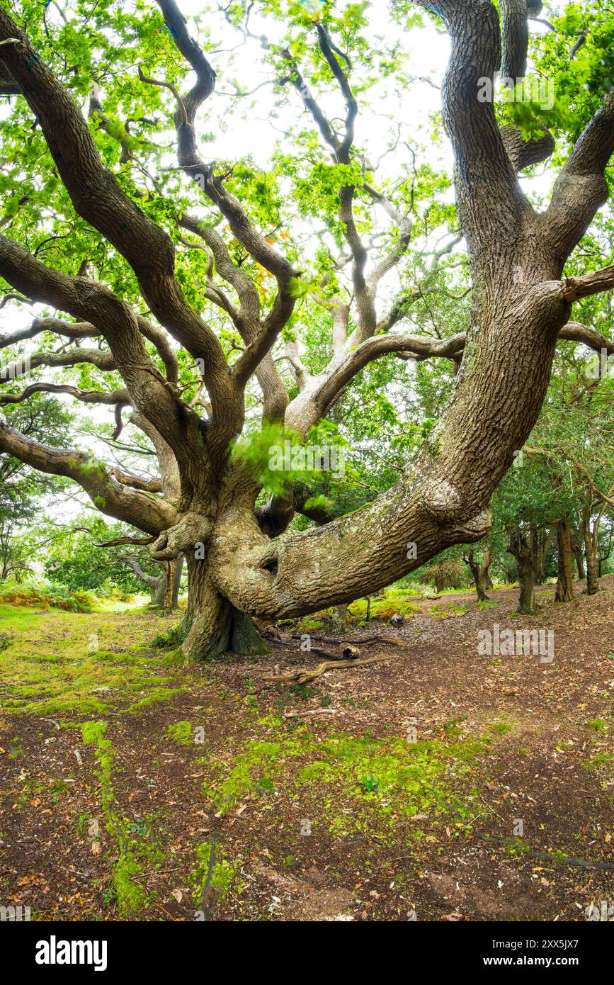 Known as the Elephant Oak, this tree is found in the New Forest ...