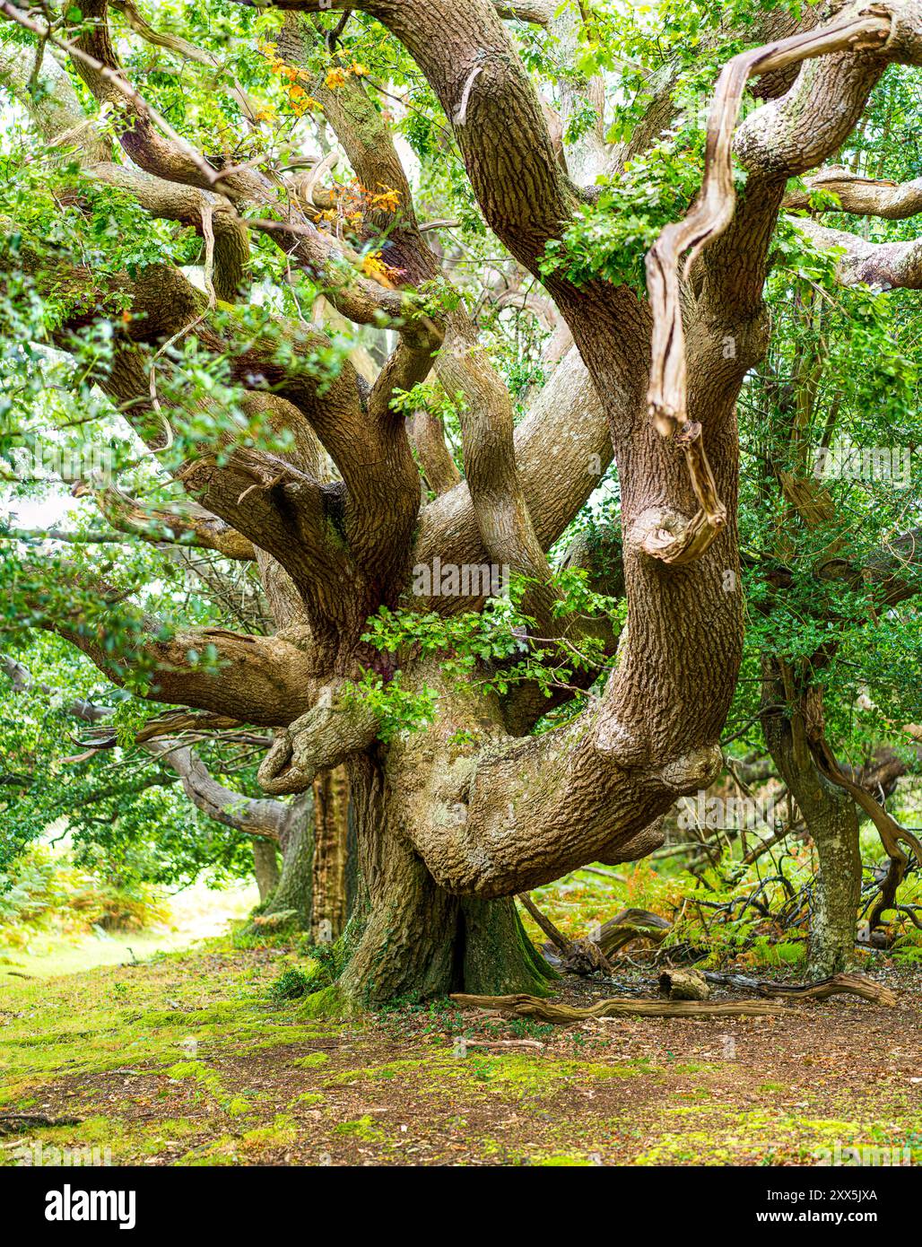 Known as the Elephant Oak, this tree is found in the New Forest ...