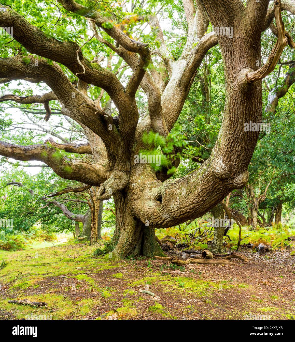 Known as the Elephant Oak, this tree is found in the New Forest ...