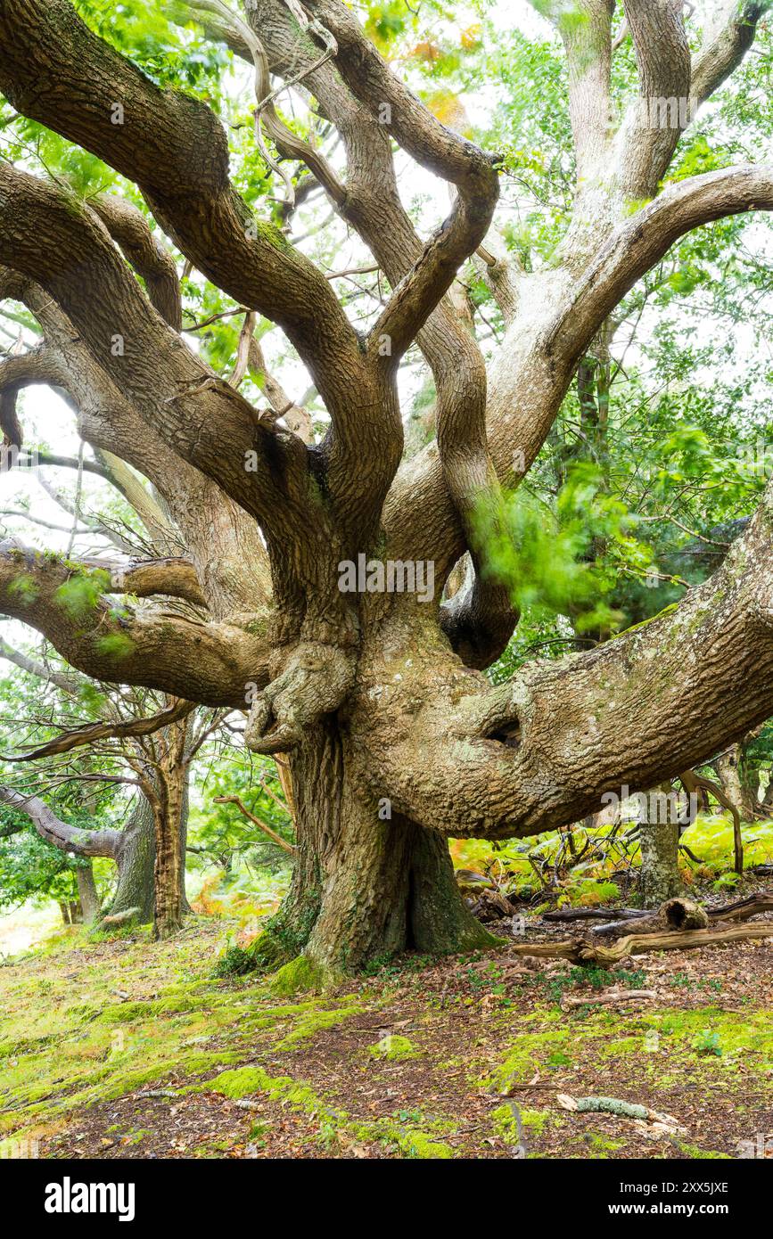Known as the Elephant Oak, this tree is found in the New Forest ...
