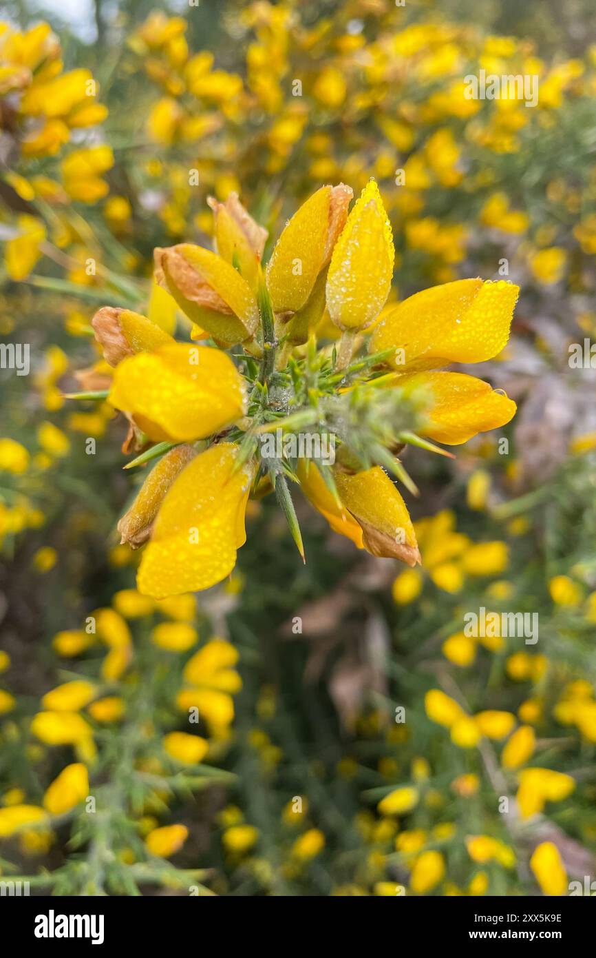 Yellow flowers of Ulex, commonly known as gorse, furze, or whin is ...