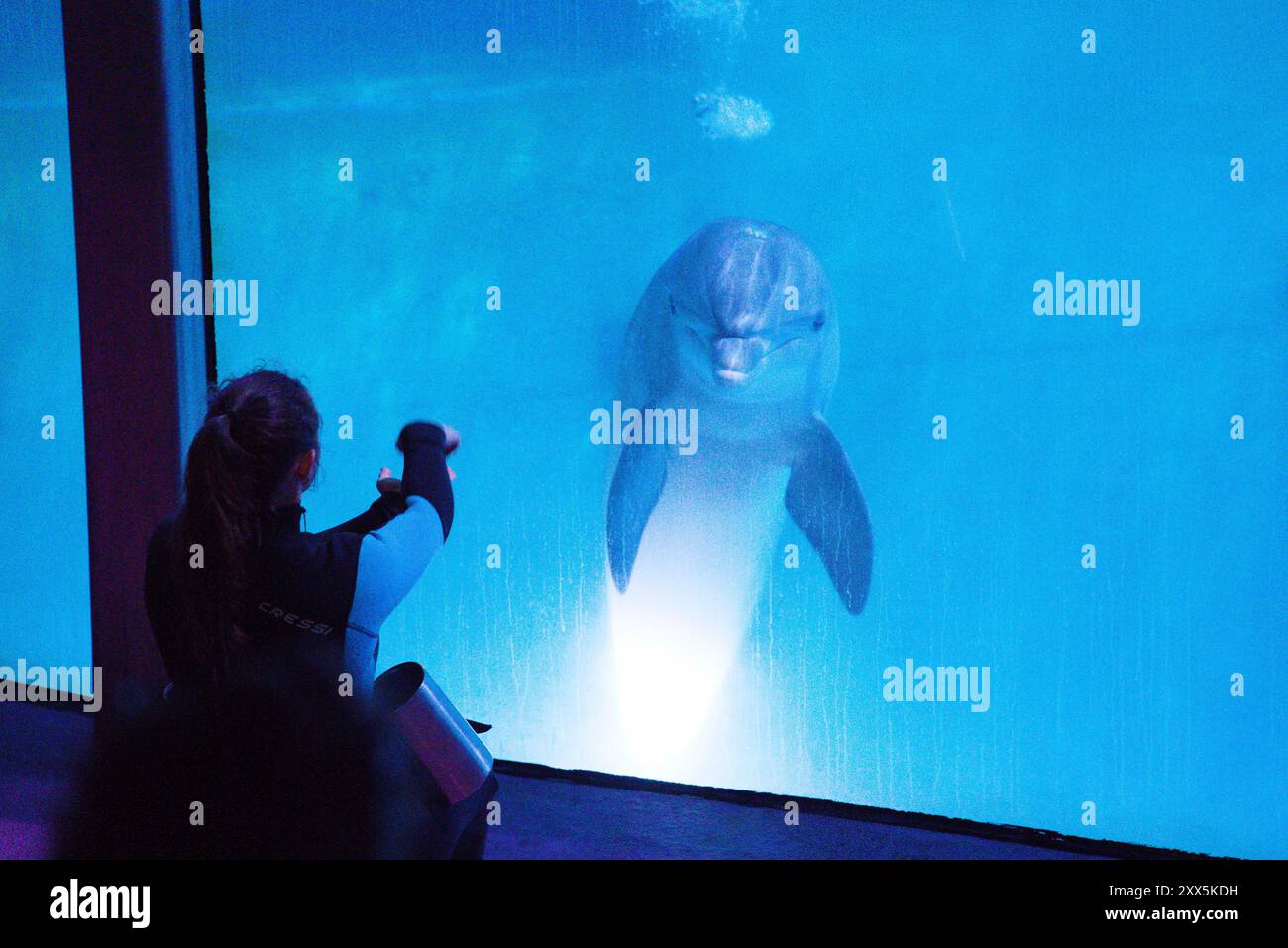 Dolphin Communicating with Trainer and Blowing Air Bubbles Stock Photo ...