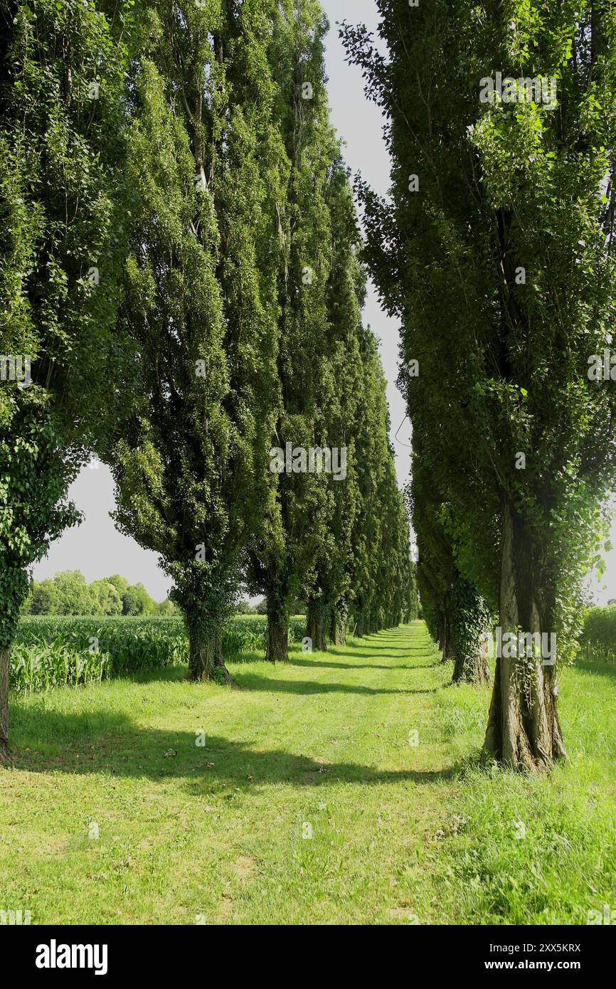 View of a magnificent cypress avenue in the open countryside Stock ...